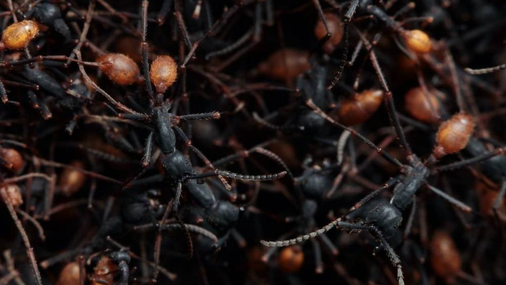 La cité des fourmis (film, 1999) | Kritikák, videók, szereplők | MAFAB.hu