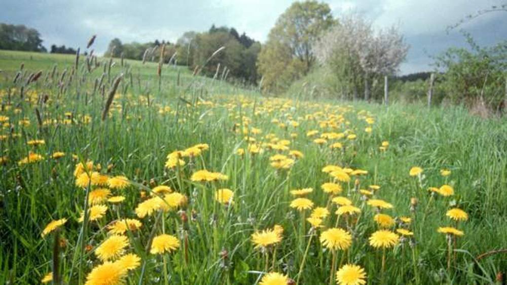 Wunderwelt Wiese (film, 2003) | Kritikák, videók, szereplők | MAFAB.hu
